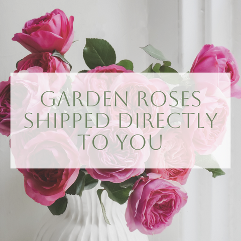 Roses | Hope Flower Farm