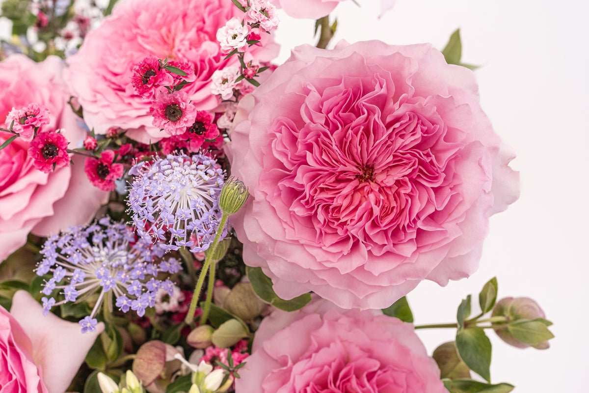 Millicent David Austin Garden Rose | Hope Flower Farm