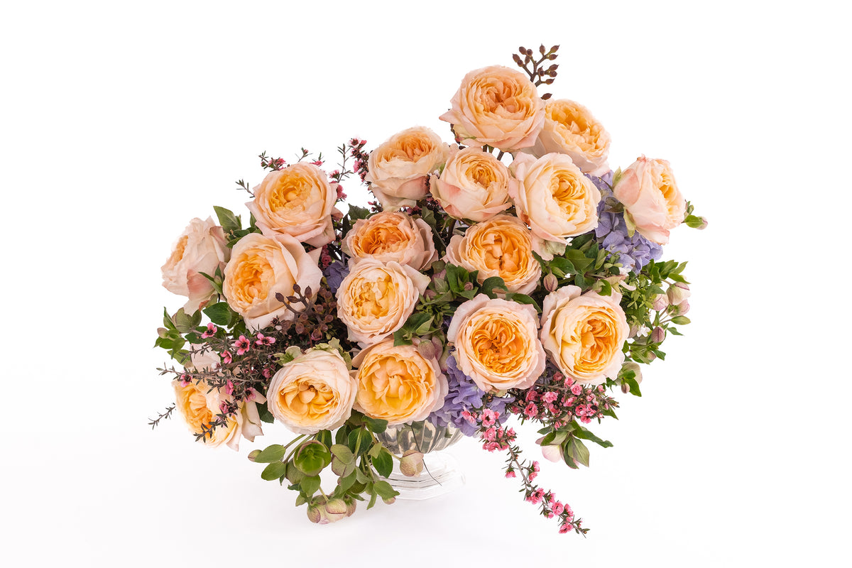Deluxe & Princess Garden Roses - Akito | Hope Flower Farm