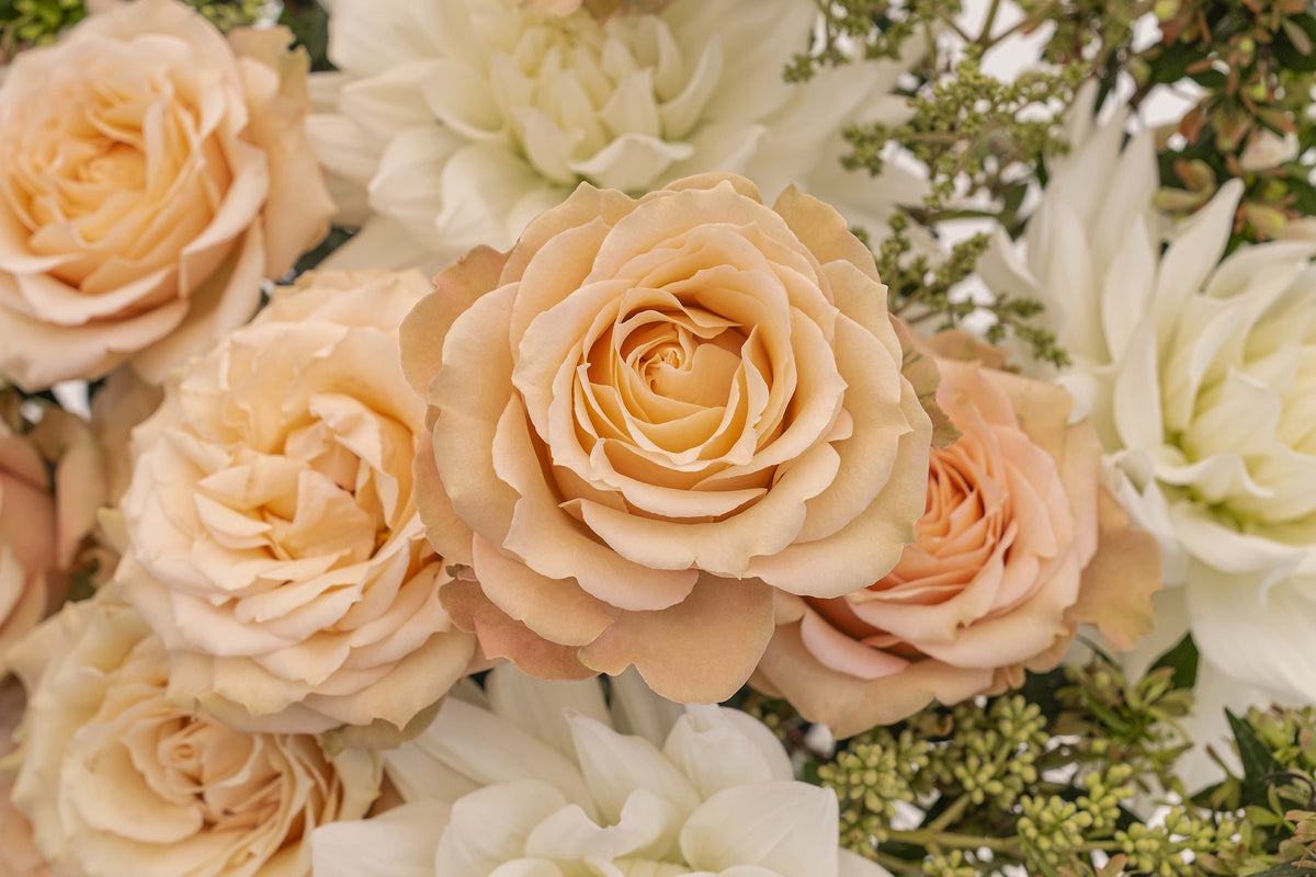 Deluxe & Princess Garden Roses - Sahara Sensation | Hope Flower Farm