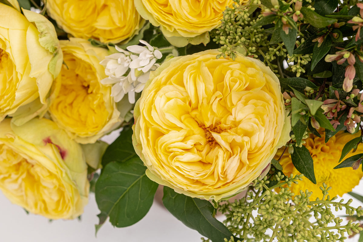 Deluxe & Princess Garden Roses - Catalina | Hope Flower Farm