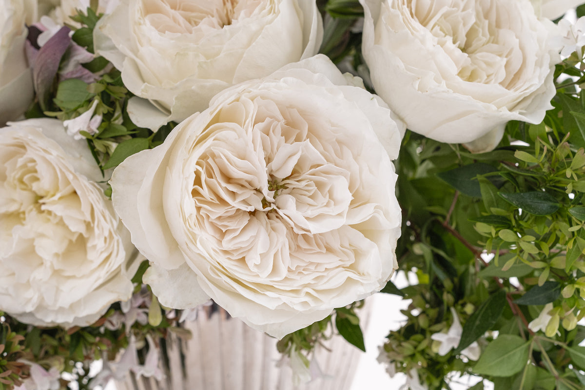 Deluxe & Princess Garden Roses -White Cloud | Hope Flower Farm