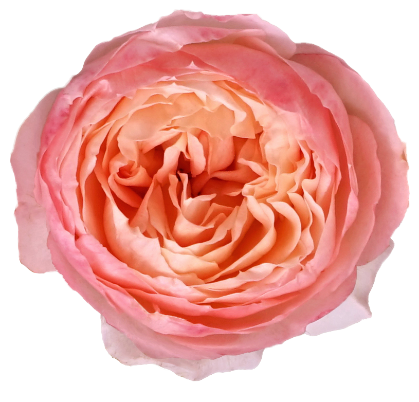 Deluxe & Princess Garden Roses - Akito | Hope Flower Farm