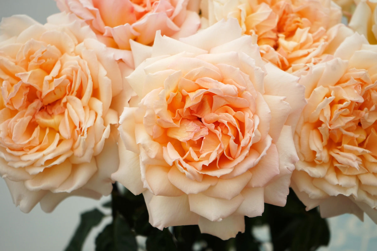 Deluxe & Princess Garden Roses - Holly Hope | Hope Flower Farm