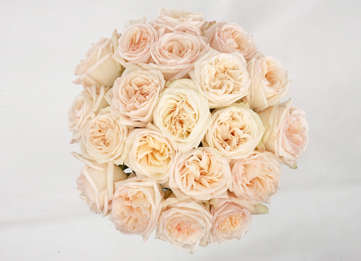 Deluxe & Princess Garden Roses - White O'Hara | Hope Flower Farm