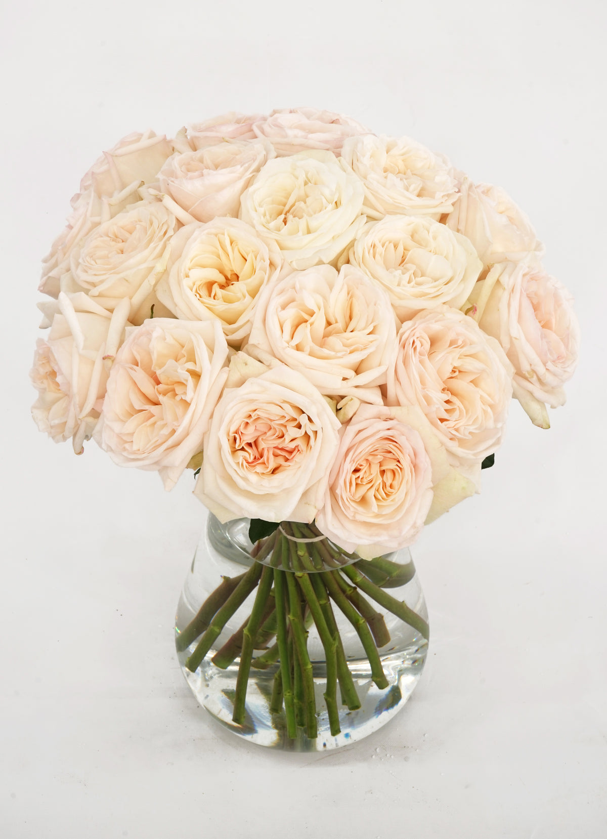 Deluxe & Princess Garden Roses - White O'Hara | Hope Flower Farm