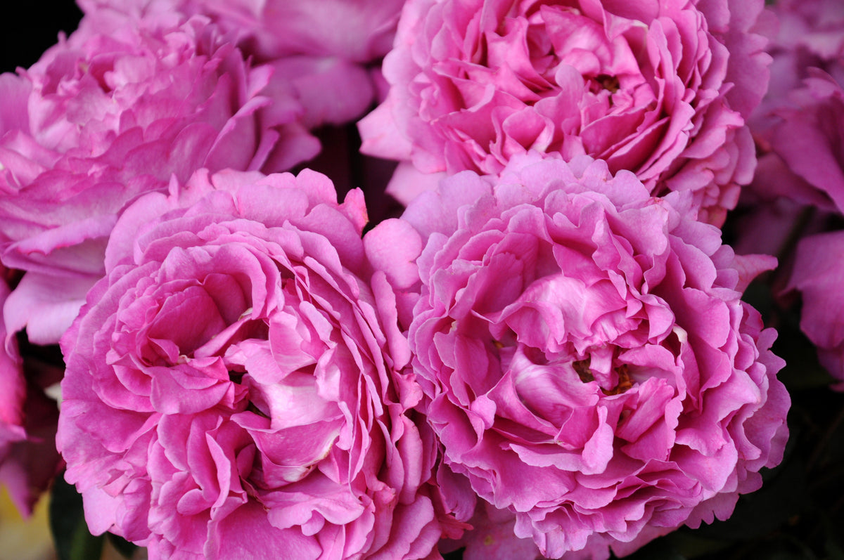 Deluxe & Princess Garden Roses - Yves Piaget | Hope Flower Farm