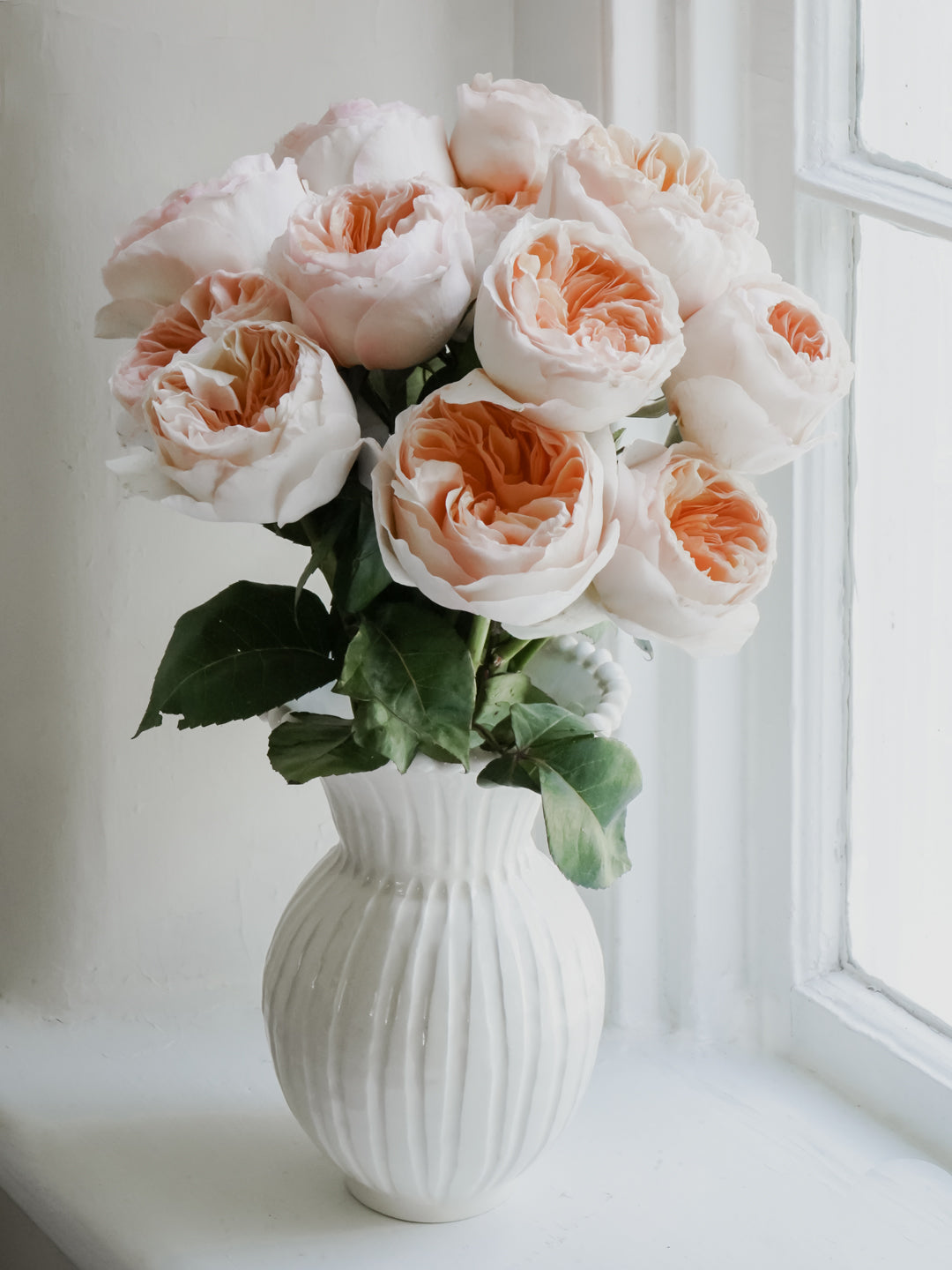 Juliet Rose Plant