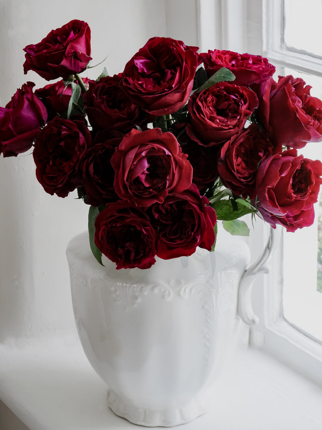 David Austin English Garden Roses - Tess in Red | Hope Flower Farm