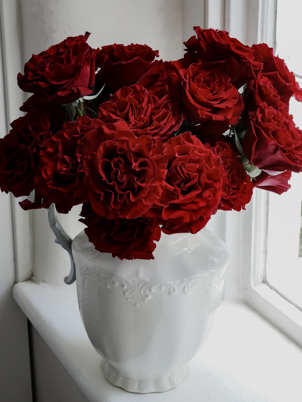 Deluxe & Princess Garden Roses - Wanted in Red | Hope Flower Farm