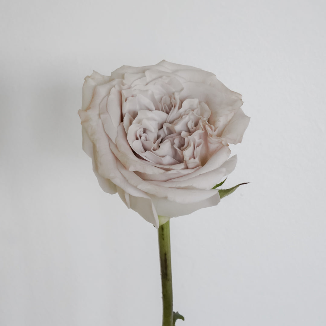 Deluxe & Princess Garden Roses - Westminster Abbey in Silver | Hope ...